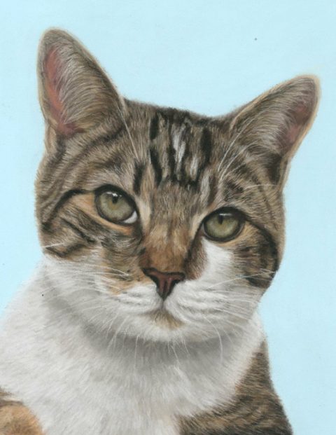 Cat Portraits, Cat Artists by Sarahs Pet Portraits | Sarahs Pet Portraits