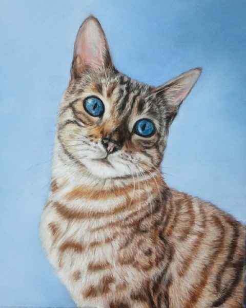Cat Portraits, Cat Artists by Sarahs Pet Portraits | Sarahs Pet Portraits
